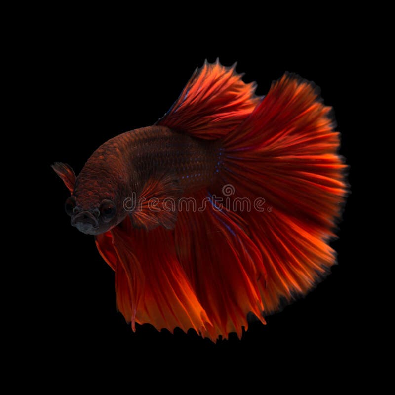 Betta rouge image stock. Image du poissons, action, pouvoir - 89694361