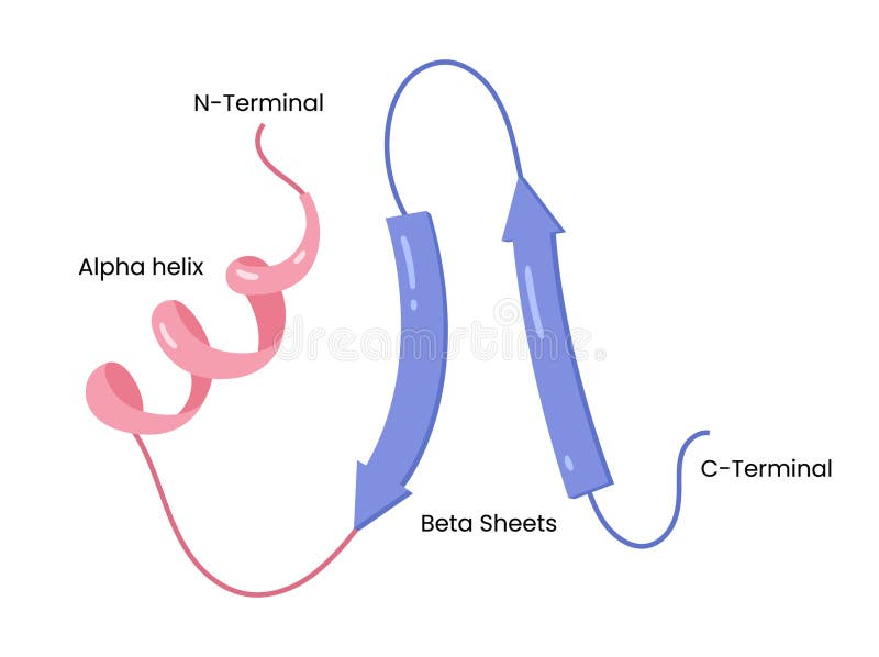 Vector Illustration of Secondary Structure of Proteins, Alpha Helix ...