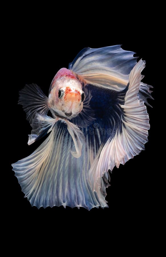 Betta Siamese Fighting Fish, Rhythmic of Betta Fish Halfmoon Blue and ...