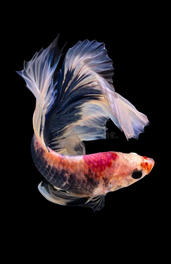 Betta Siamese Fighting Fish, Rhythmic of Betta Fish Halfmoon Blue and ...