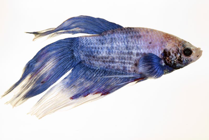Metallic Blue Plakat. Betta Splendens. Stock Photo - Image of fish ...