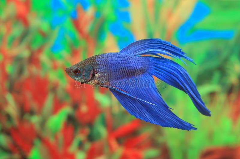 Betta Splendens of Blue Color Stock Image - Image of aquarium, blue ...