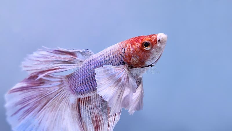 Beautiful Pink Betta Dumbo Big Ears Male Stock Photo - Image of white ...