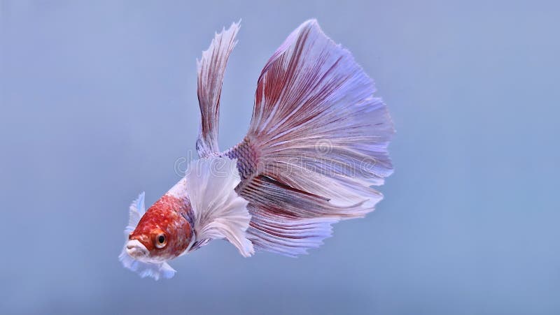 Nice Pink Betta Dumbo Big Ears Male Stock Photo - Image of ears ...