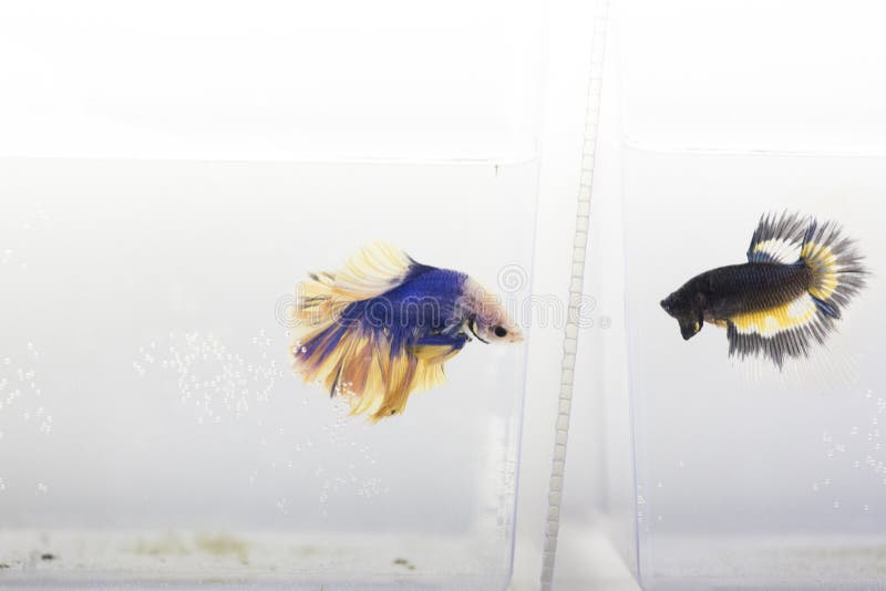 Betta splendens fish stock photo. Image of domestic - 129589988