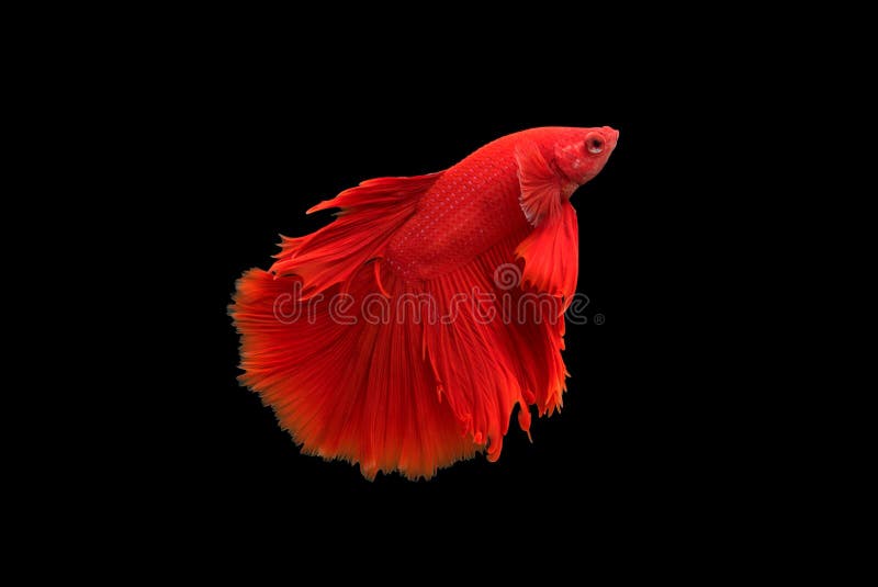 Betta Splendens Halfmoon Red Male Stock Photo - Image of black, betta ...