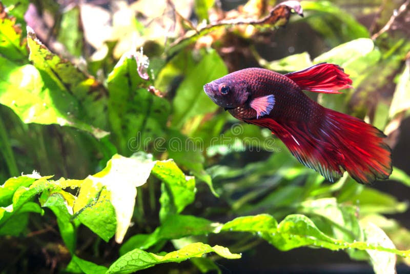 Betta Splendens Rouge , Poisson Combattant En Siamais Image stock ...