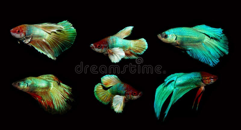 Betta splendens stock photo. Image of lake, mekong, fighting - 51122990