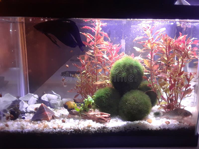 Betta tank stock image. Image of fish, betta, pyramid - 161933523