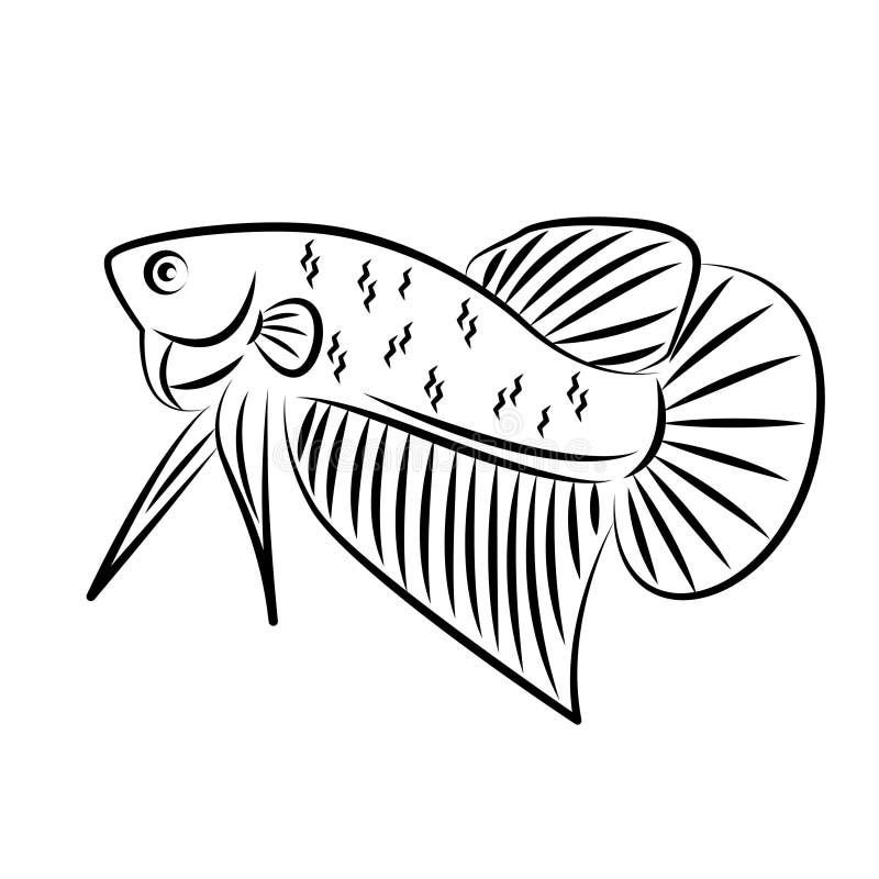 Betta Wild Line Art Minimalist Vector Stock Vector - Illustration of ...