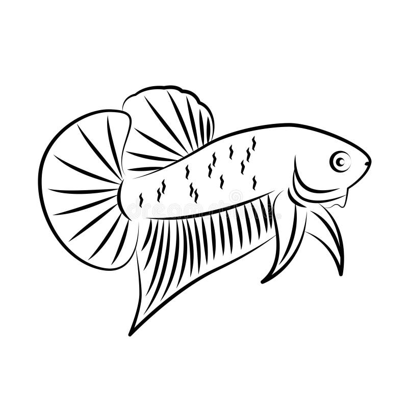 Betta Wild Line Art Minimalist Vector Stock Illustration - Illustration ...