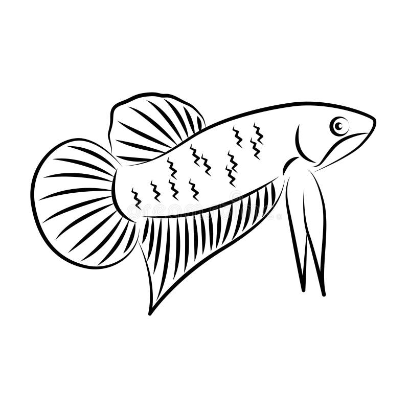 Betta Wild Line Art Minimalist Vector Stock Vector - Illustration of ...