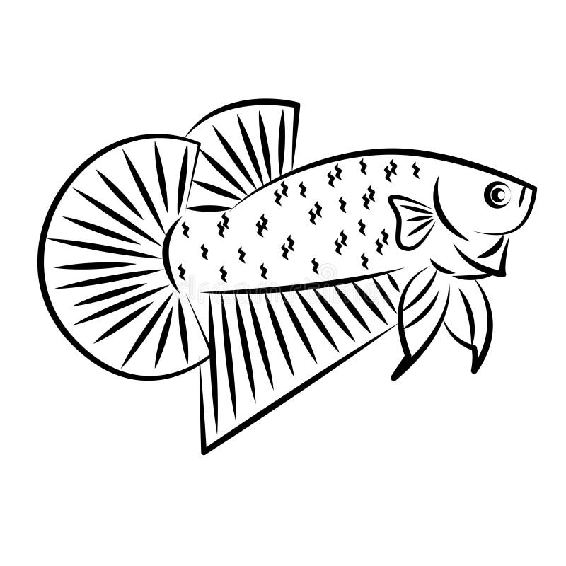 Betta Wild Line Art Minimalist Vector Stock Vector - Illustration of ...