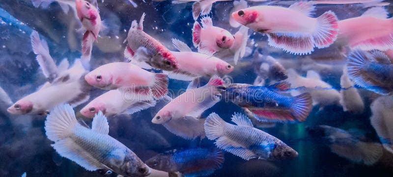 BettaF!sh stock image. Image of coral, fish, beautiful - 256028387