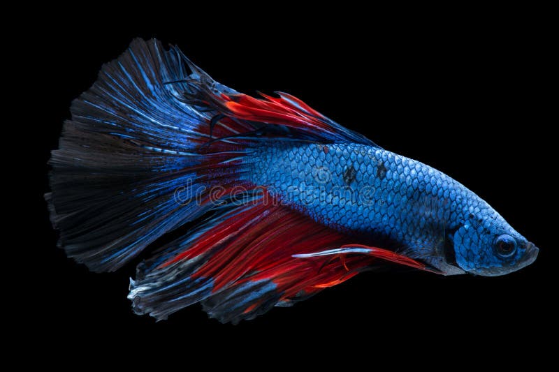 Bettas Rojo-azules foto de archivo. Imagen de color, elegante - 73891168