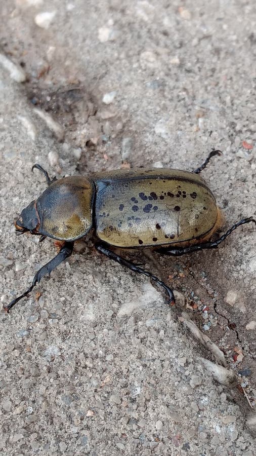 Bettel stock photo. Image of bettel, insect, hardshell - 96725932