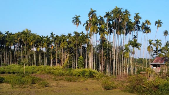 Bettel nut tree. stock photo. Image of forest, india - 132757542