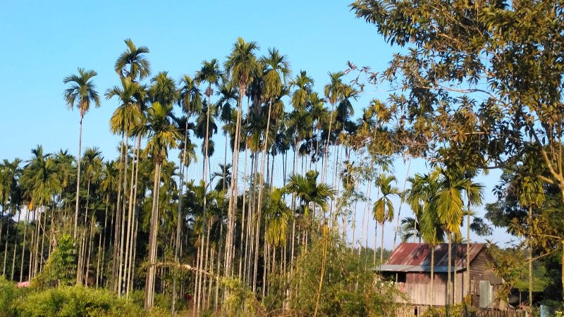 Bettel Nut Tree Stock Photos - Free & Royalty-Free Stock Photos from ...