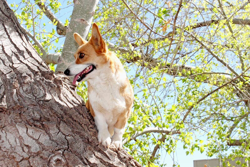 A Better Vantage Point stock photo. Image of advantage - 24583582