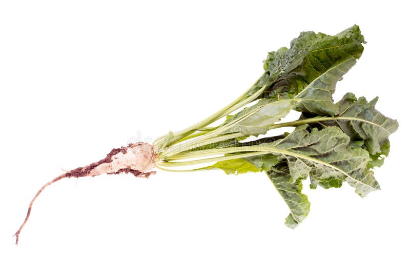 Betterave à sucre image stock. Image du mûri, fermer - 21208979