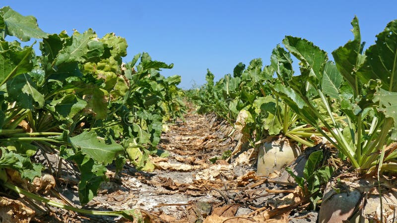 Betterave à Sucre Sur Le Champ Agricole Photo stock - Image du ...