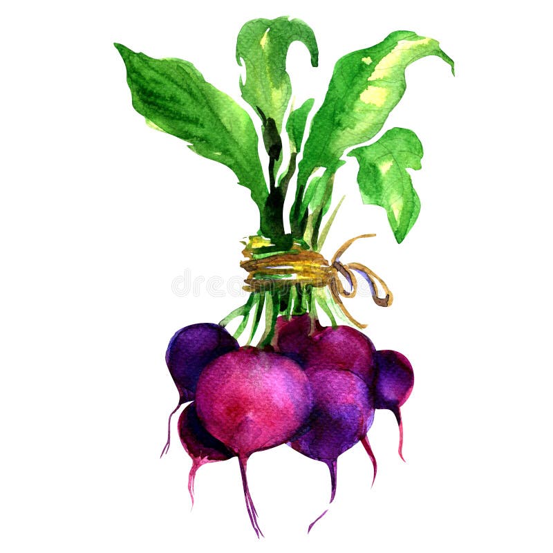 Betteraves, Betteraves Radis Vecteur Dessin D'assemblage D'un Légume ...