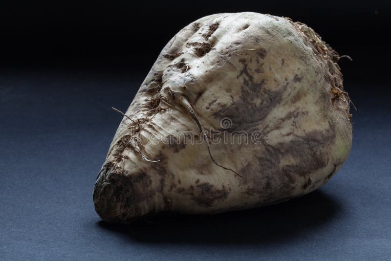 Betterave blanche photo stock. Image du moisson, fond - 16973590