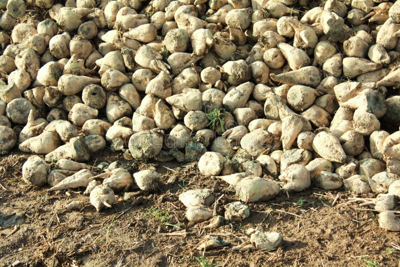 Betterave blanche photo stock. Image du moisson, fond - 16973590