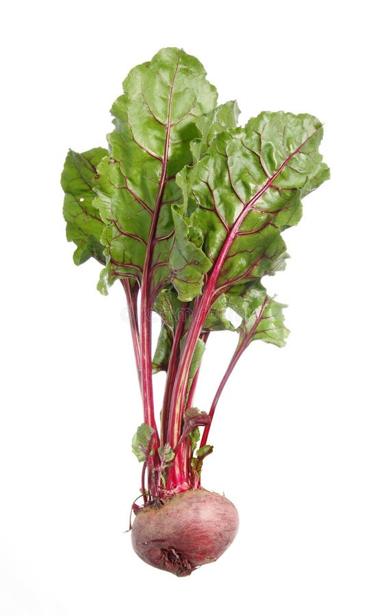 Betteraves D'isolement Sur Le Fond Blanc Image stock - Image du juteux ...