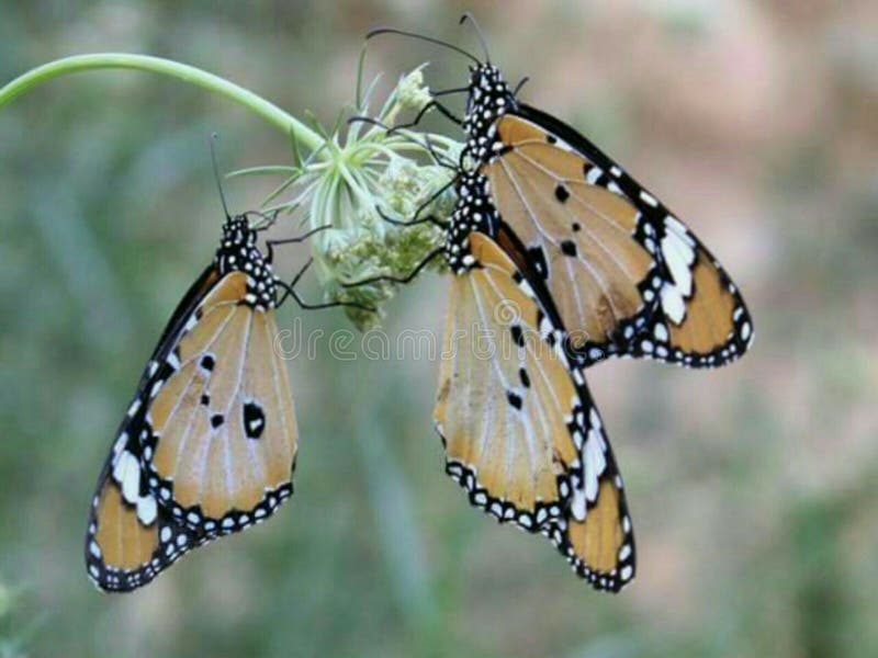 A betterfly stock photo. Image of flower, nice, betterfly - 123818848