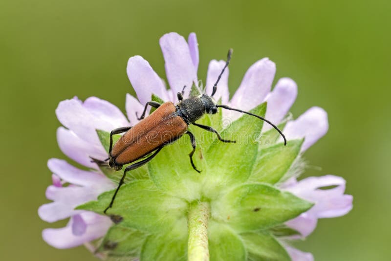 Bettle foto de archivo. Imagen de insecto, macro, prado - 81849318