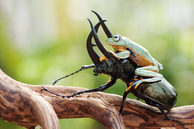 Bettle and Frog stock image. Image of macro, life, camera - 95374095