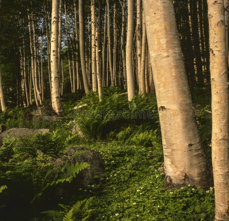 Paper birch trees stock photo. Image of october, coutryside - 11530524