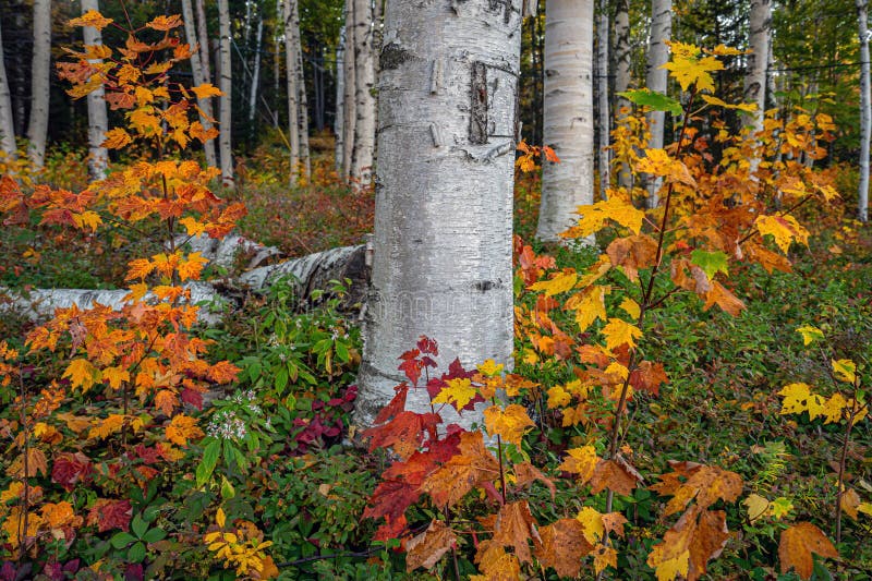 Betula Papyrifera, Paper Birch Stock Image - Image of birch, woods ...