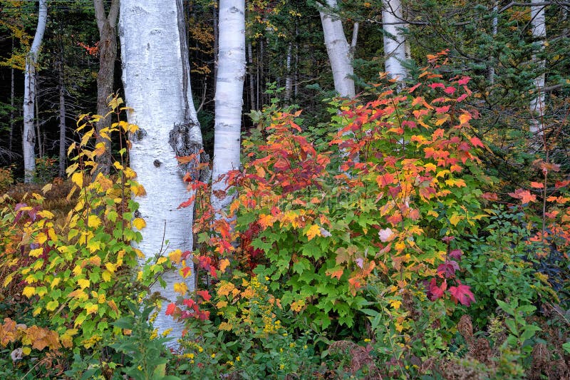 Paper birch trees stock photo. Image of october, coutryside - 11530524