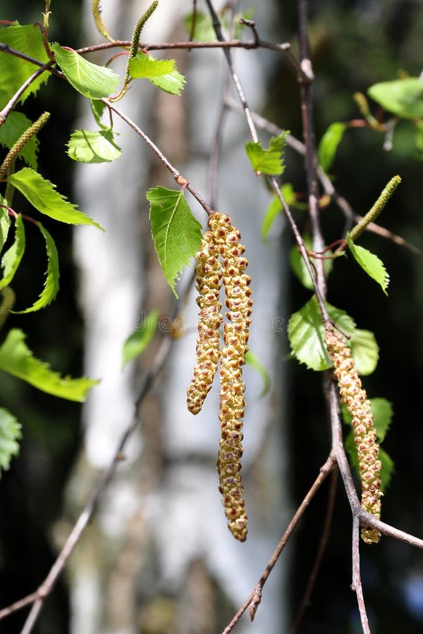 Betula pendula stock photo. Image of pollen, white, blue - 27049846