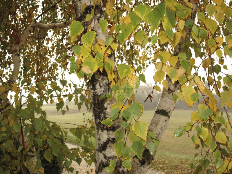 Colorful Foliage of Betula Pendula Tree Stock Photo - Image of leaves ...