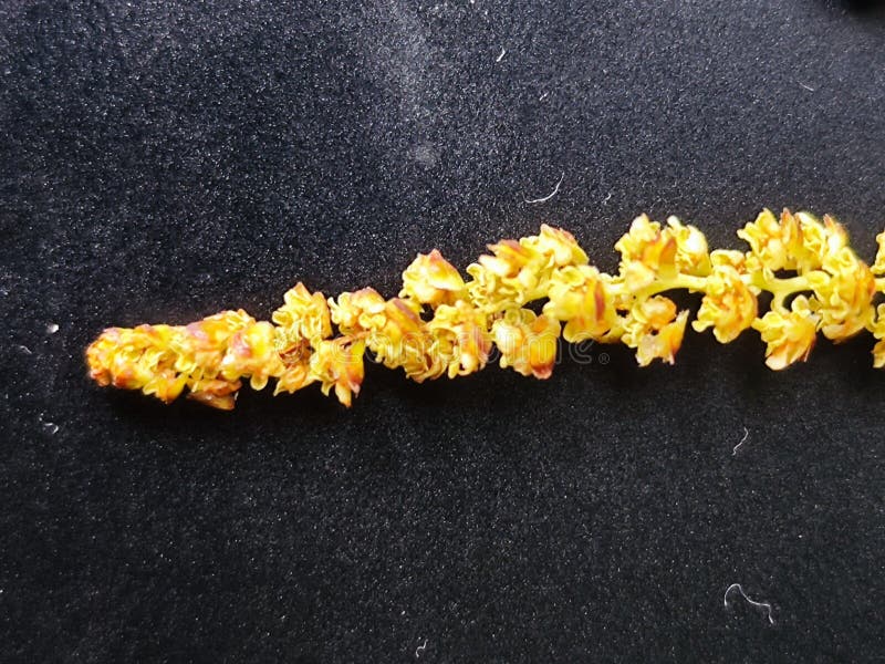 Betula Pendula (Silver Birch ) Flowers Stock Image - Image of close ...