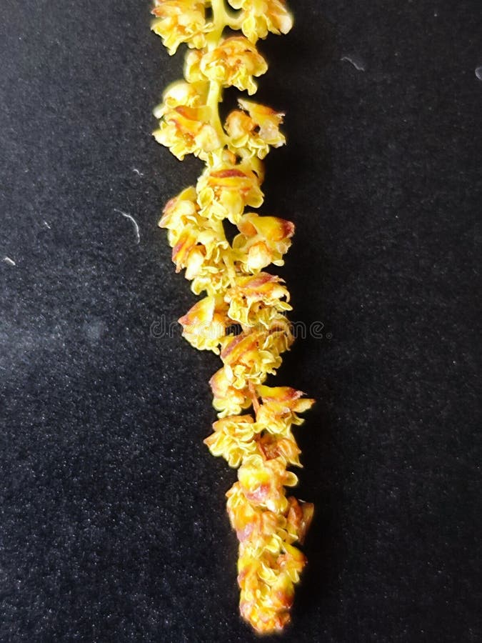 Betula Pendula (Silver Birch ) Flowers Stock Photo - Image of pendula ...