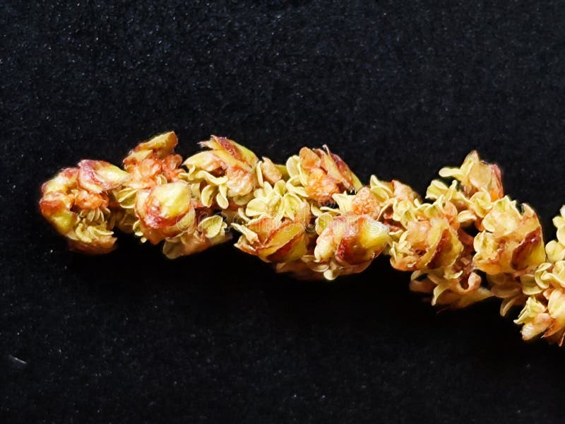 Betula Pendula (Silver Birch ) Flowers Stock Photo - Image of nature ...