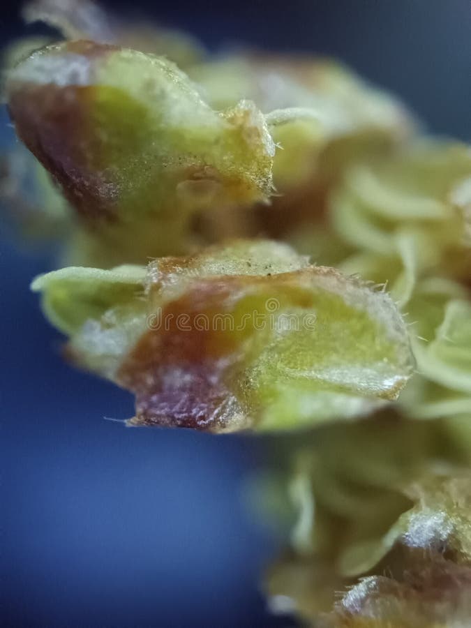 Betula Pendula (Silver Birch ) Flowers Stock Image - Image of ...
