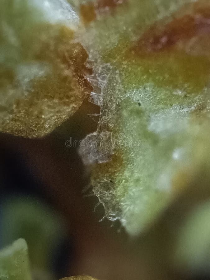 Betula Pendula (Silver Birch ) Flowers Stock Photo - Image of biology ...