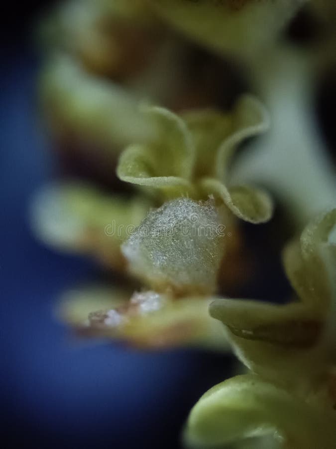 Betula Pendula (Silver Birch ) Flowers Stock Image - Image of birch ...