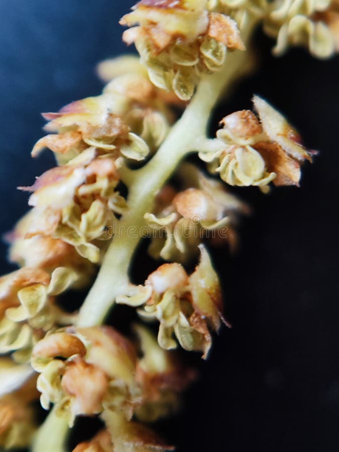 Betula Pendula (Silver Birch ) Flowers Stock Photo - Image of crystals ...