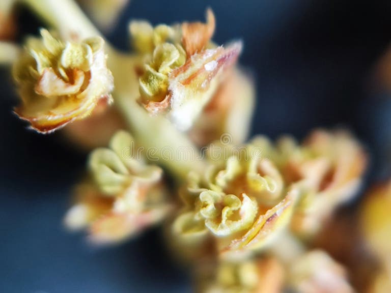 Betula Pendula (Silver Birch ) Flowers Stock Image - Image of crystals ...