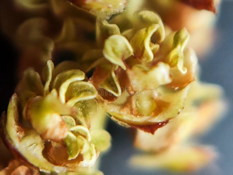 Betula Pendula (Silver Birch ) Flowers Stock Image - Image of ...