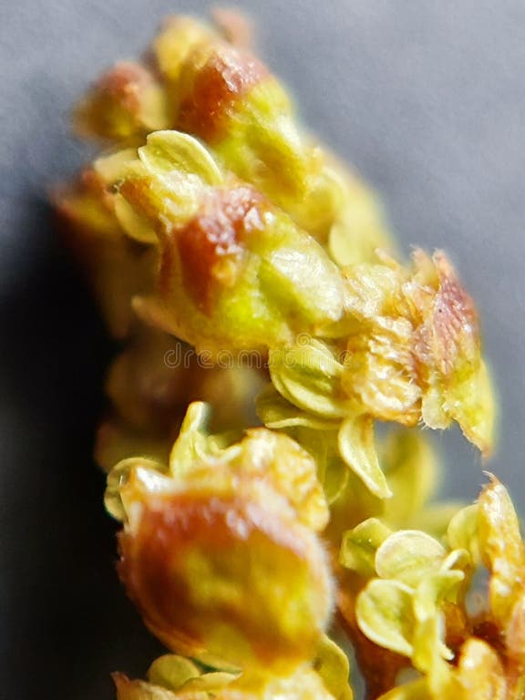 Betula Pendula (Silver Birch ) Flowers Stock Photo - Image of close ...
