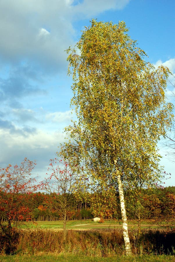 Betulla immagine stock. Immagine di piante, bianco, betulla - 1444027