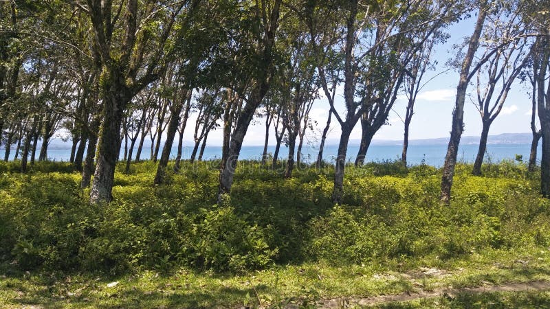 Beautiful Landscape of Rubber Trees from Seram Island Indonesia Stock ...