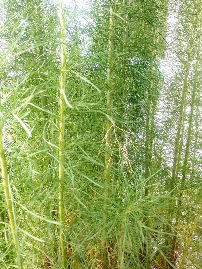 Beuaty Cemara tree stock image. Image of prairie, produce - 220119975
